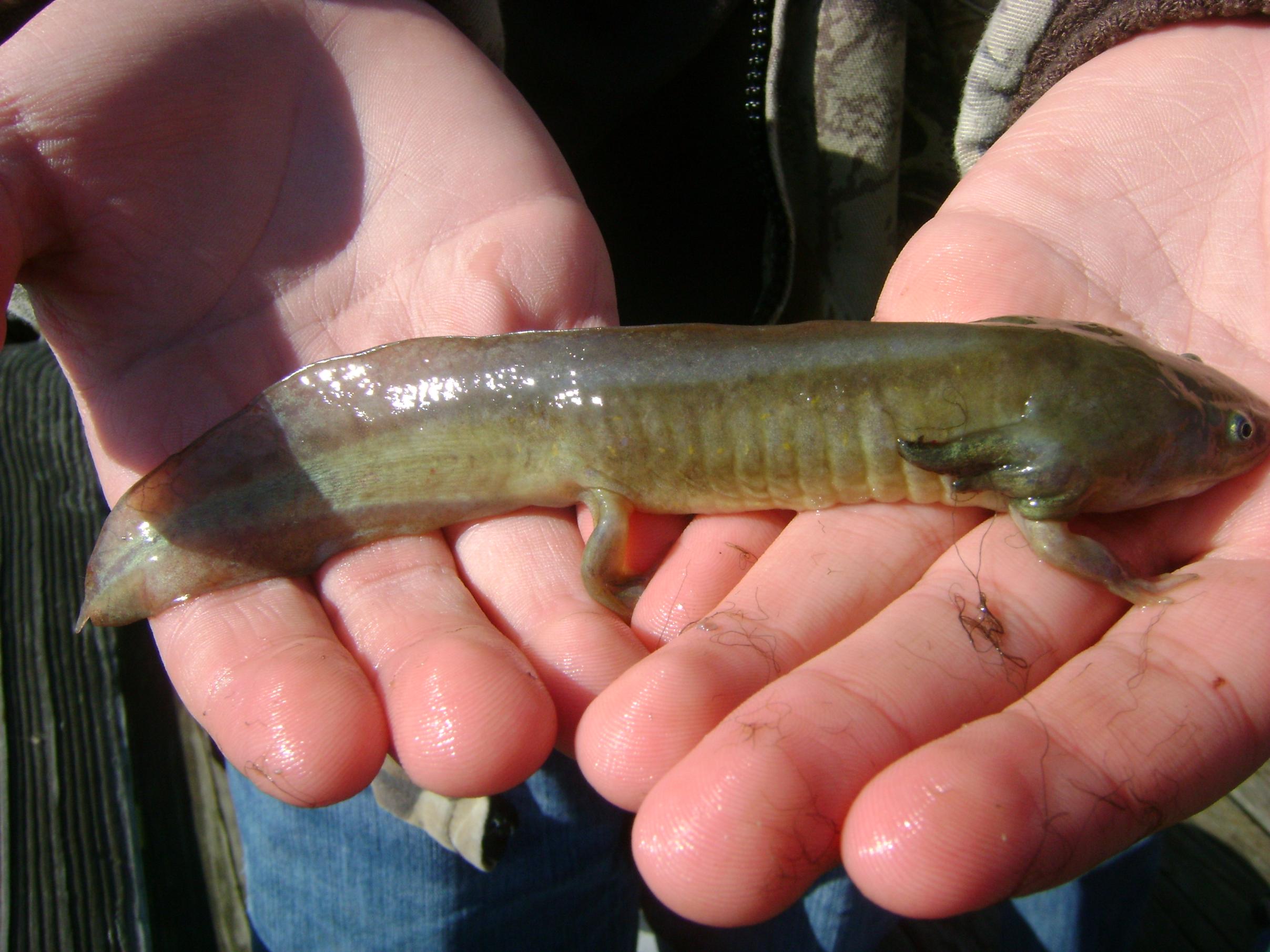 Water Dog Fishing Bait Segredosdapluma