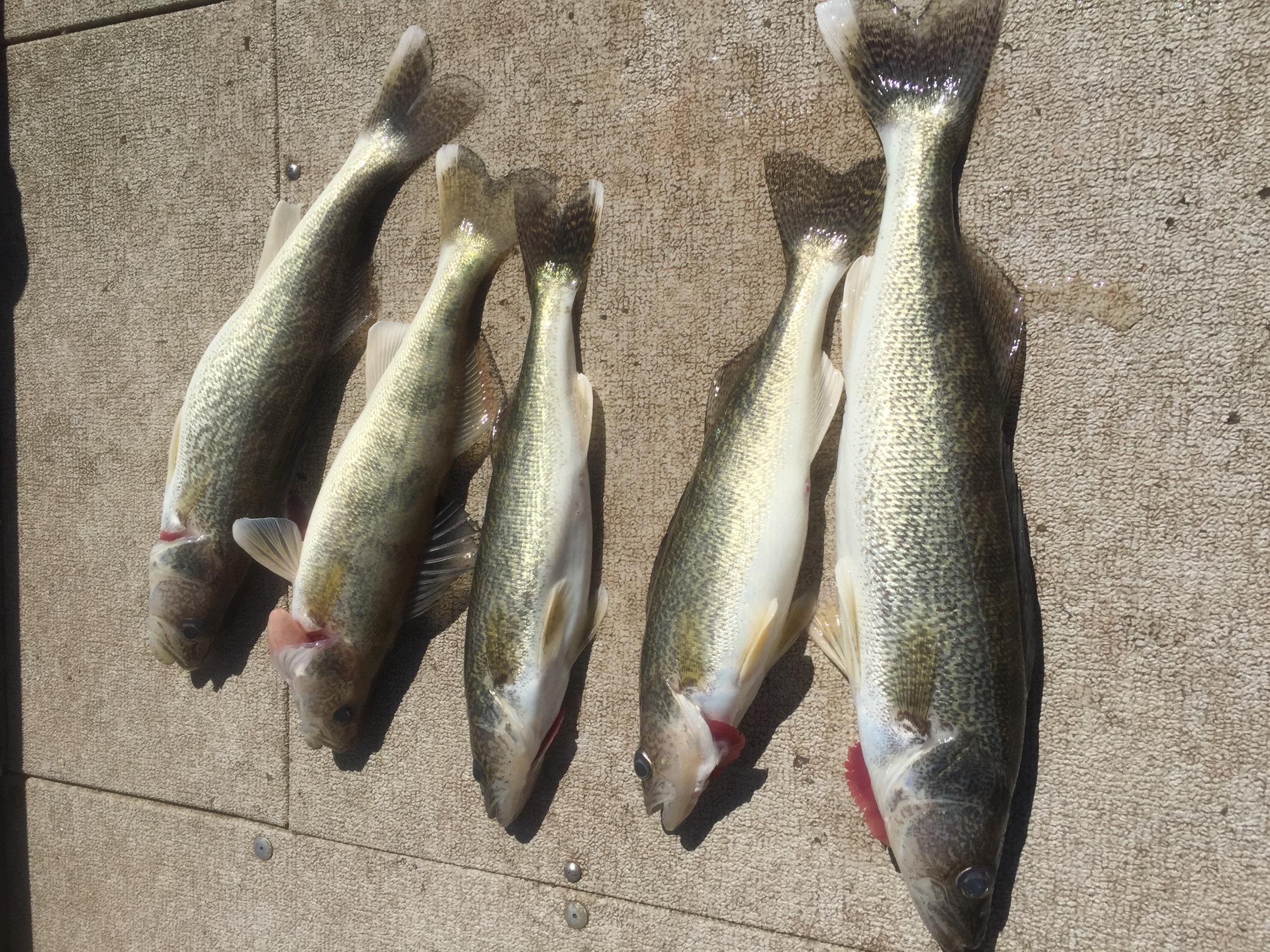 BWCA Share your first 2018 fish Boundary Waters Fishing Forum