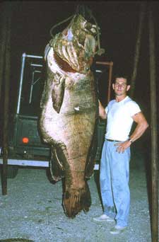 Big Fish | TexAgs