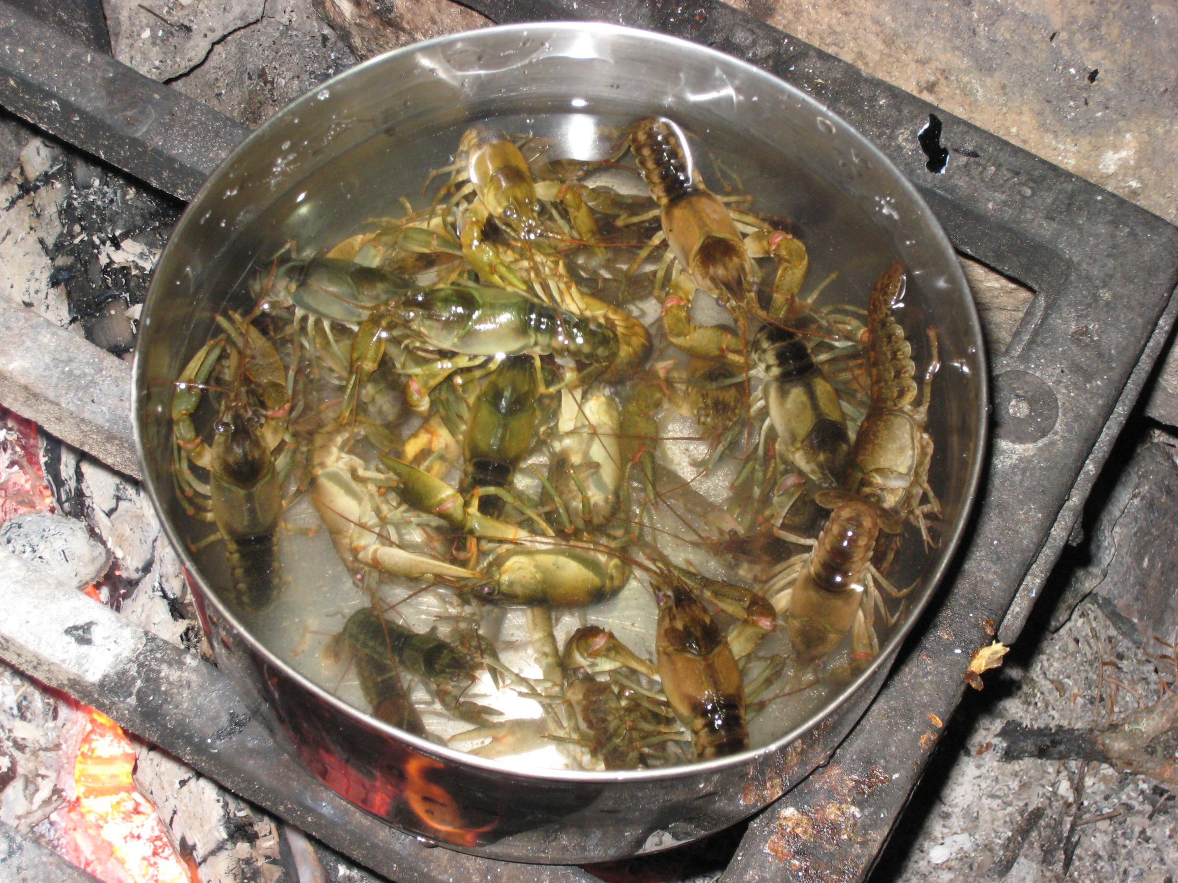 BWCA Catching crawfish on Insula Boundary Waters Fishing Forum