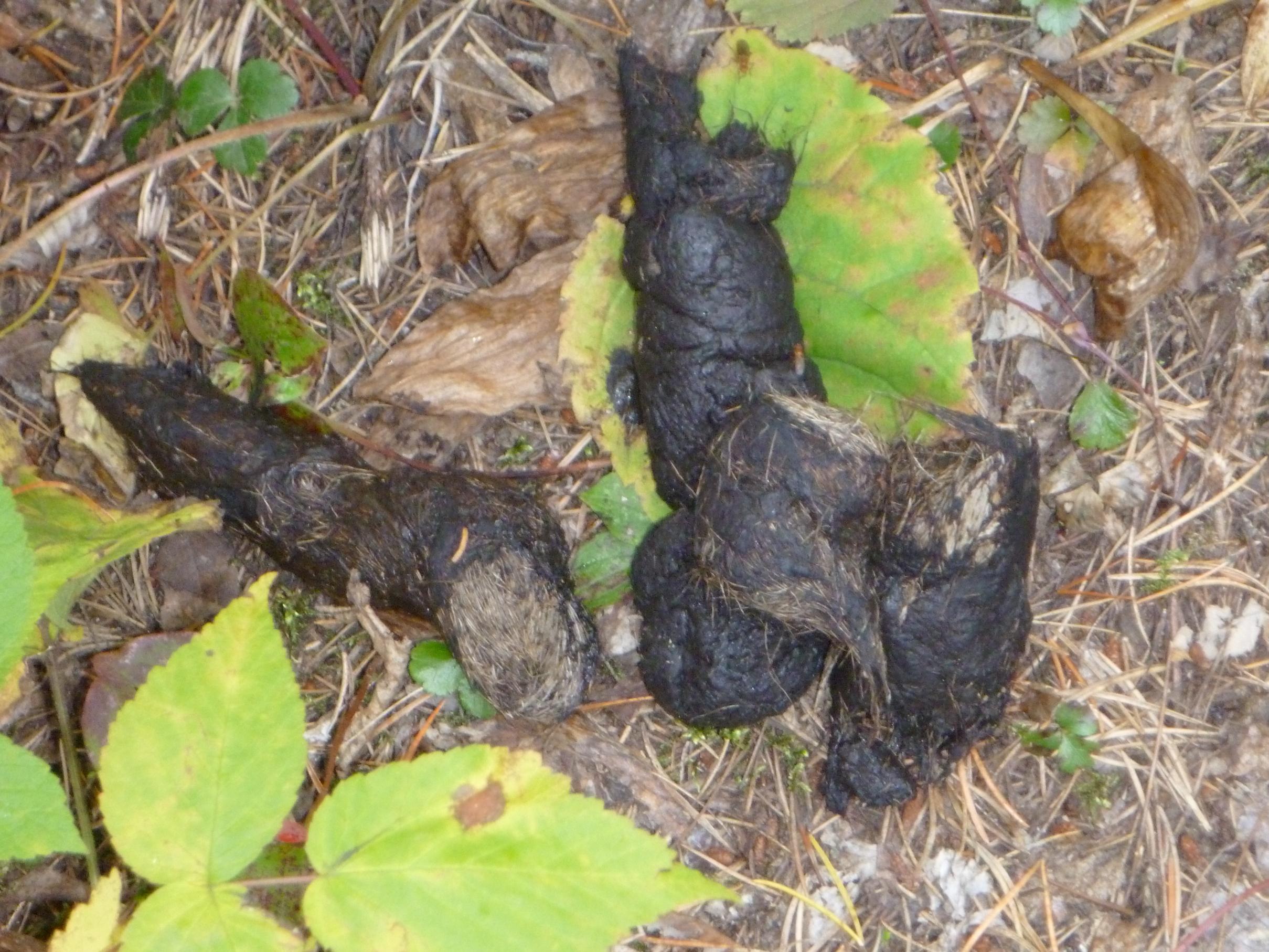 Wolf Poop
