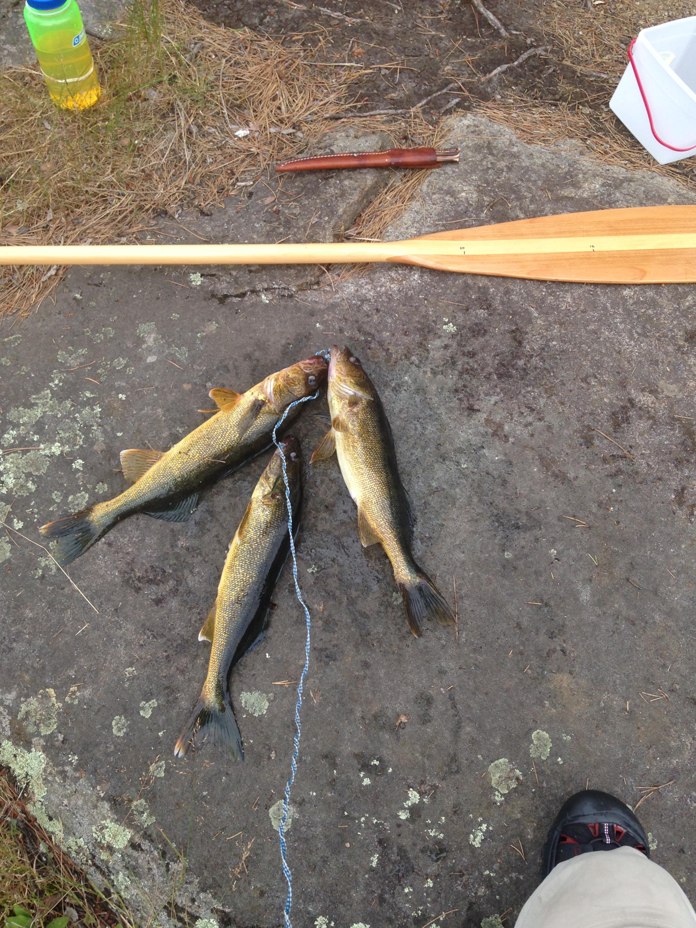 BWCA Walleye advice Boundary Waters Fishing Forum