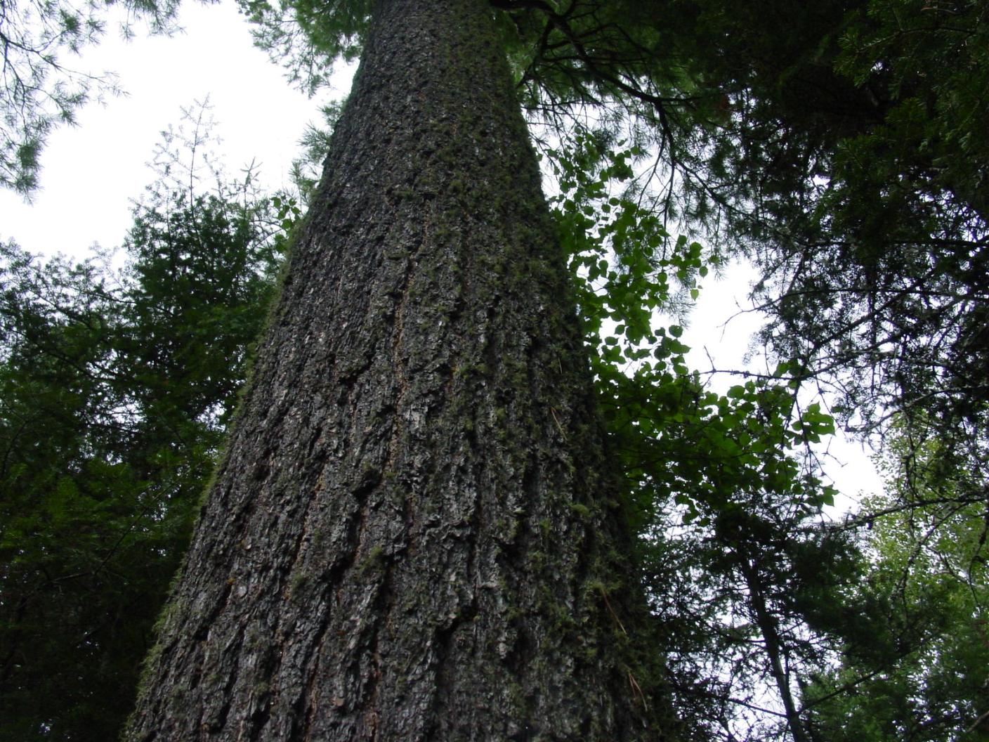 BWCA Virgin White Pine Forests Boundary Waters Listening Point ...