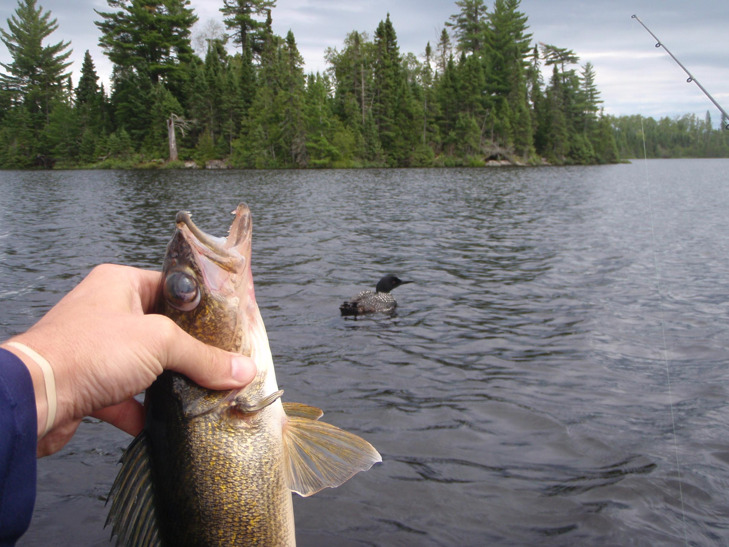 BWCA Fishing and Loons Boundary Waters Fishing Forum