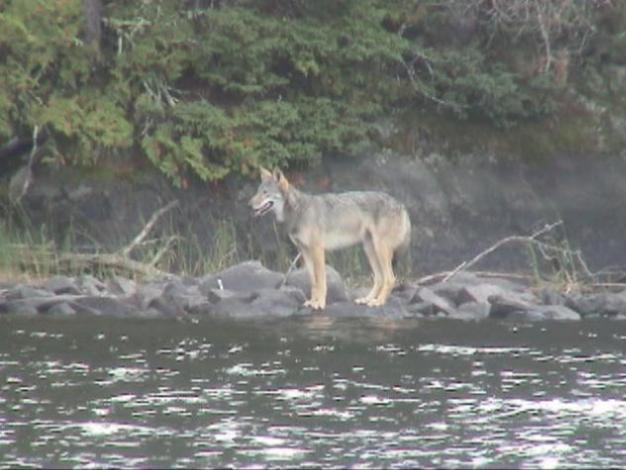 BWCA Wolf encounters Boundary Waters Listening Point - General Discussion