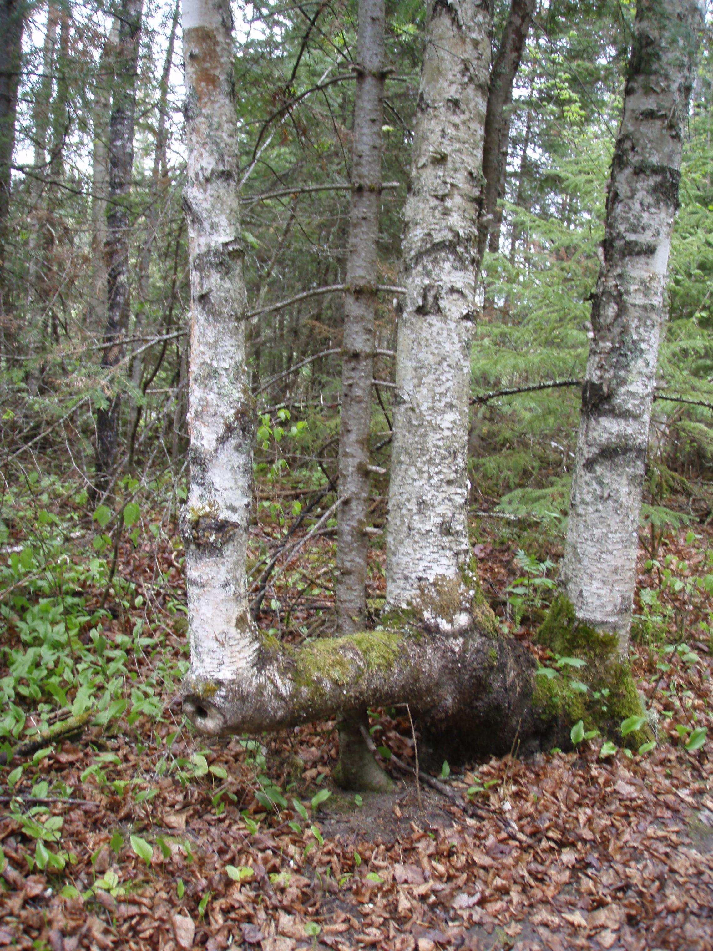 BWCA Native American trail marking trees in the BW & Quetico Boundary ...